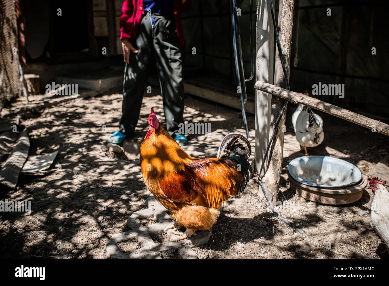 A beautiful rooster in the hen house among the hens. Breeding poultry ...