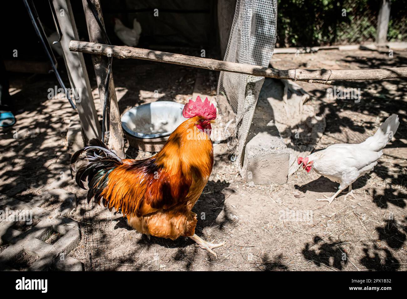 A beautiful rooster in the hen house among the hens. Breeding poultry ...