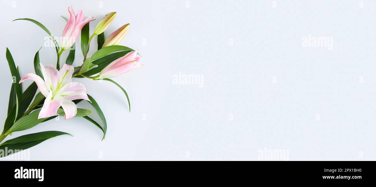 Beautiful lilies on light background with space for text, top view ...