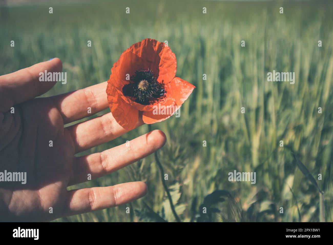 Pick wildflowers hi-res stock photography and images - Alamy