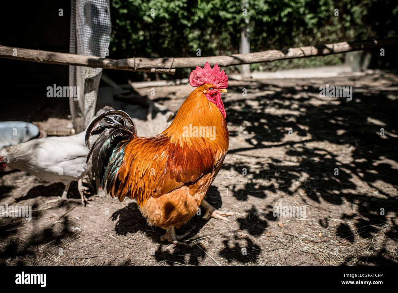 Countryside. A beautiful red rooster in a chicken coop at noon in the ...