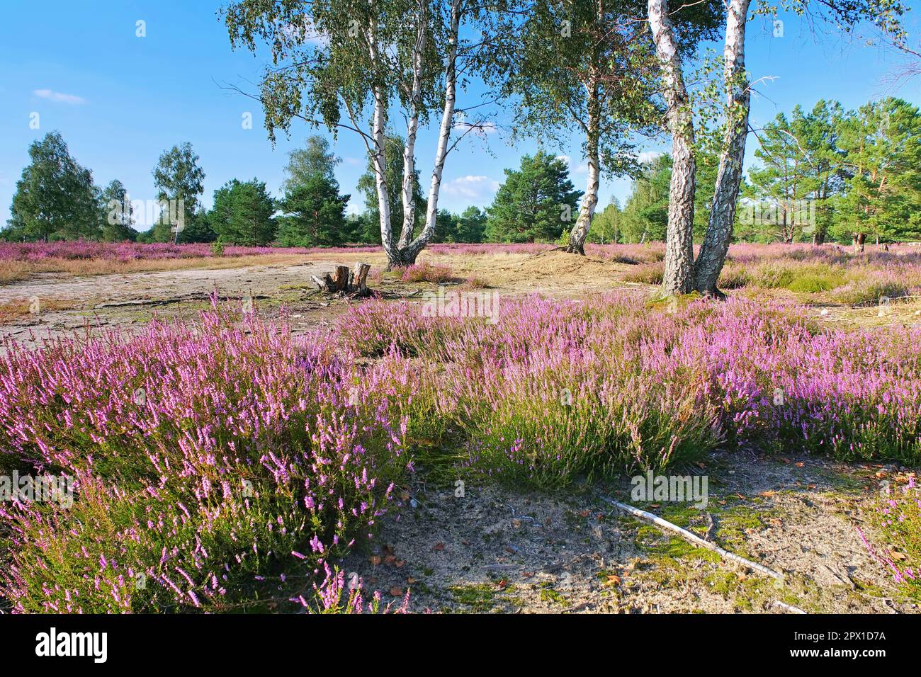 Heath landscape with flowering Heather, Calluna vulgaris and hiking ...