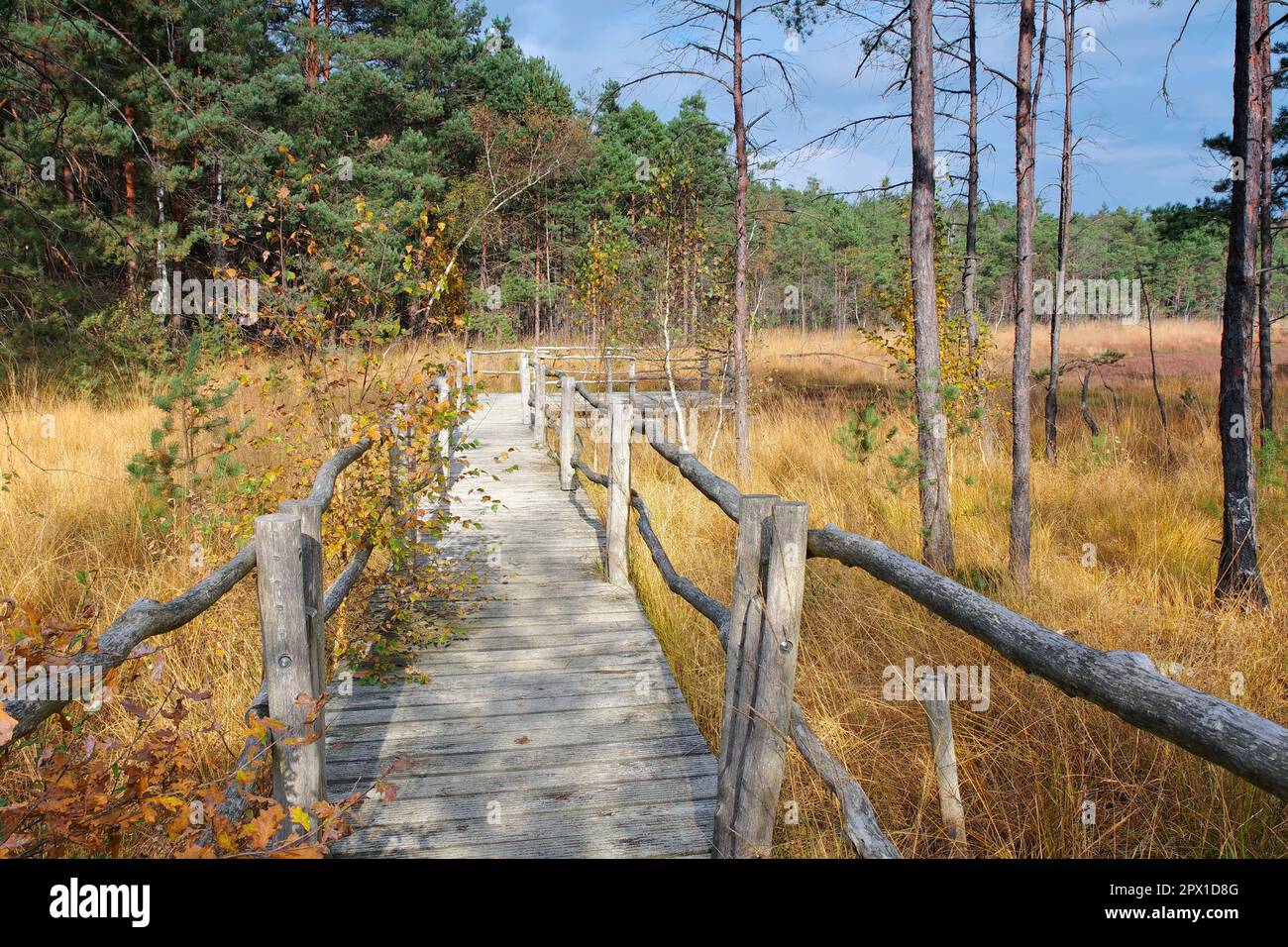 a bog in autumn with foliage coloring of trees Stock Photo - Alamy