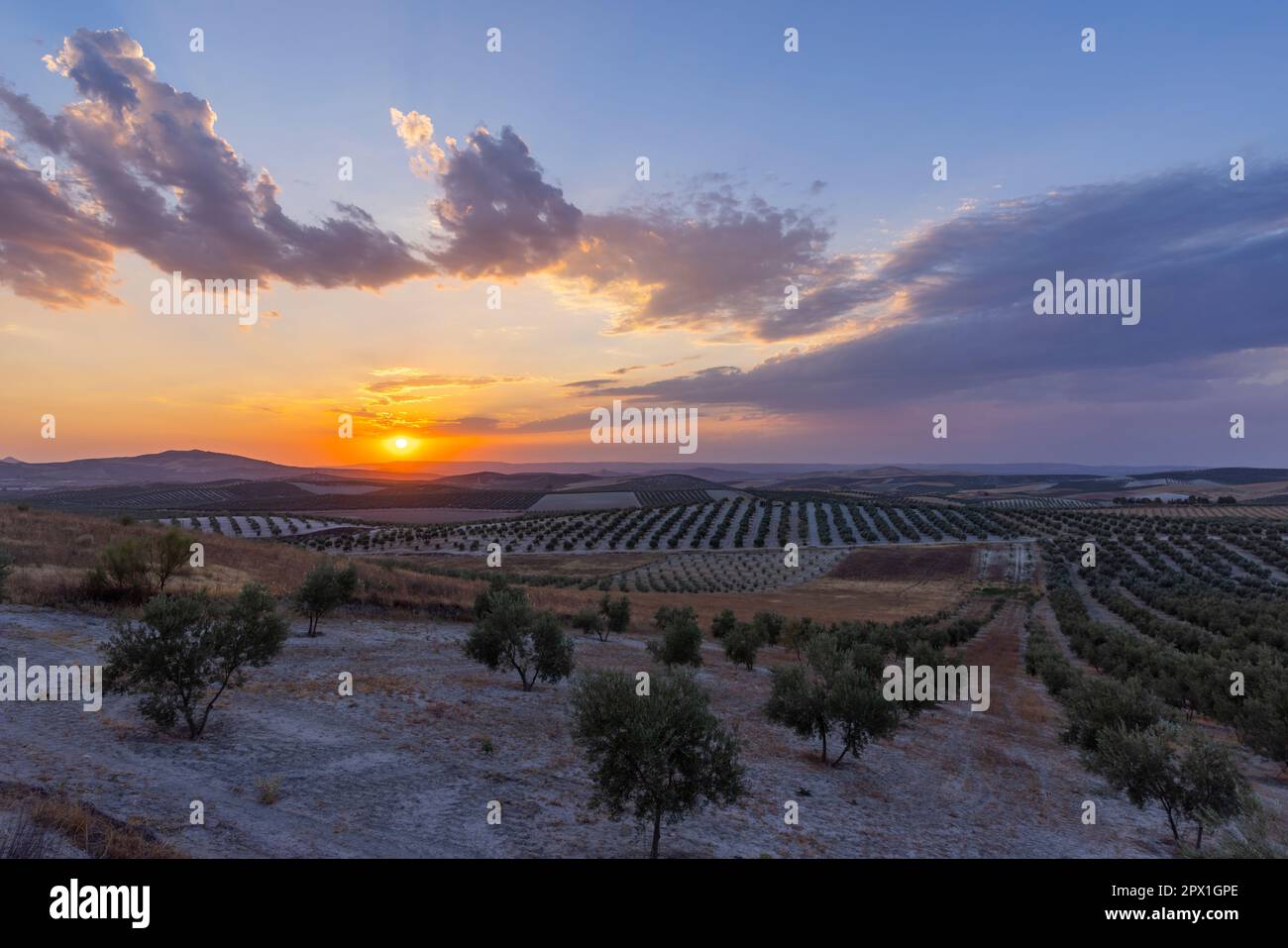 Olive tree field during sunset hi-res stock photography and images - Alamy