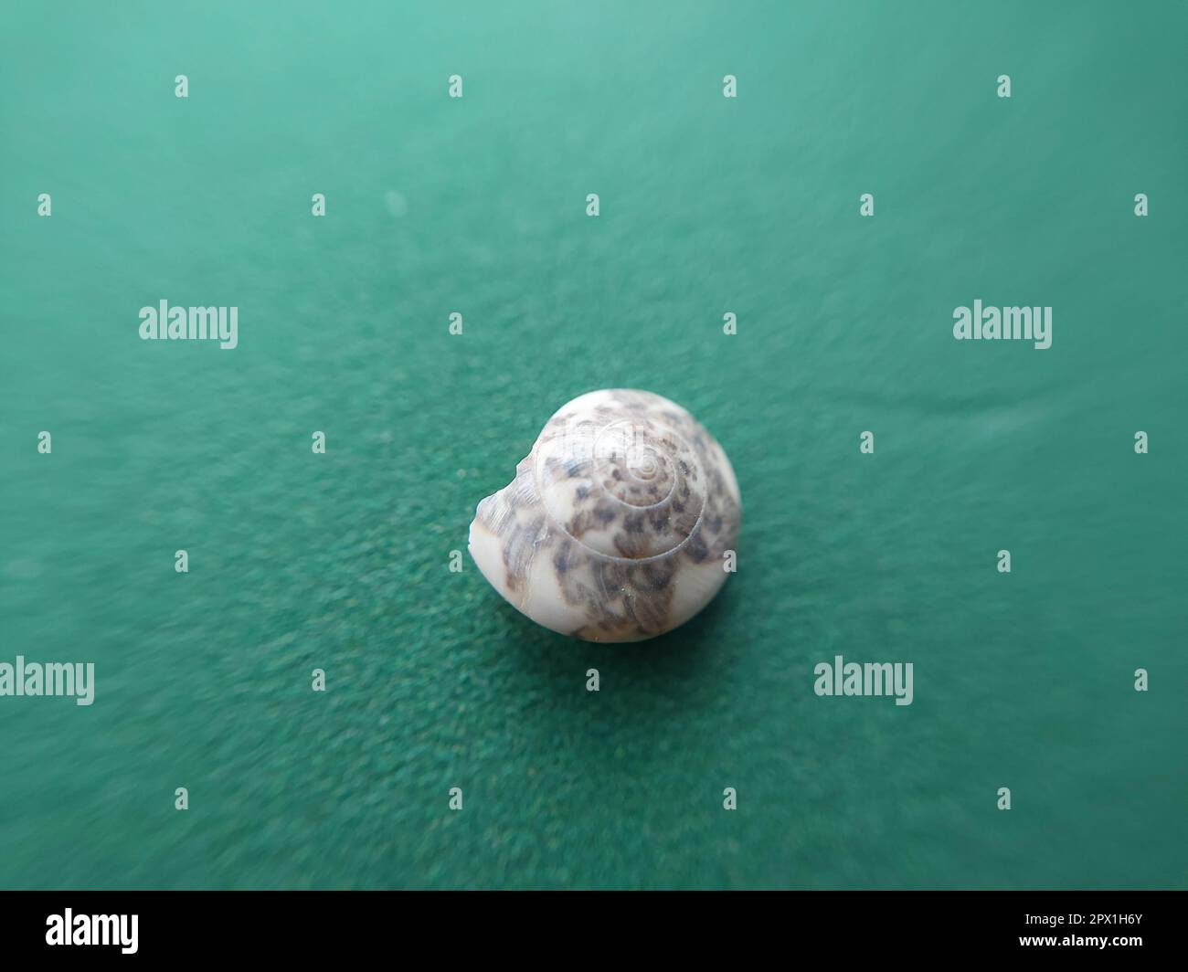 Sea and ocean small the shells Stock Photo - Alamy