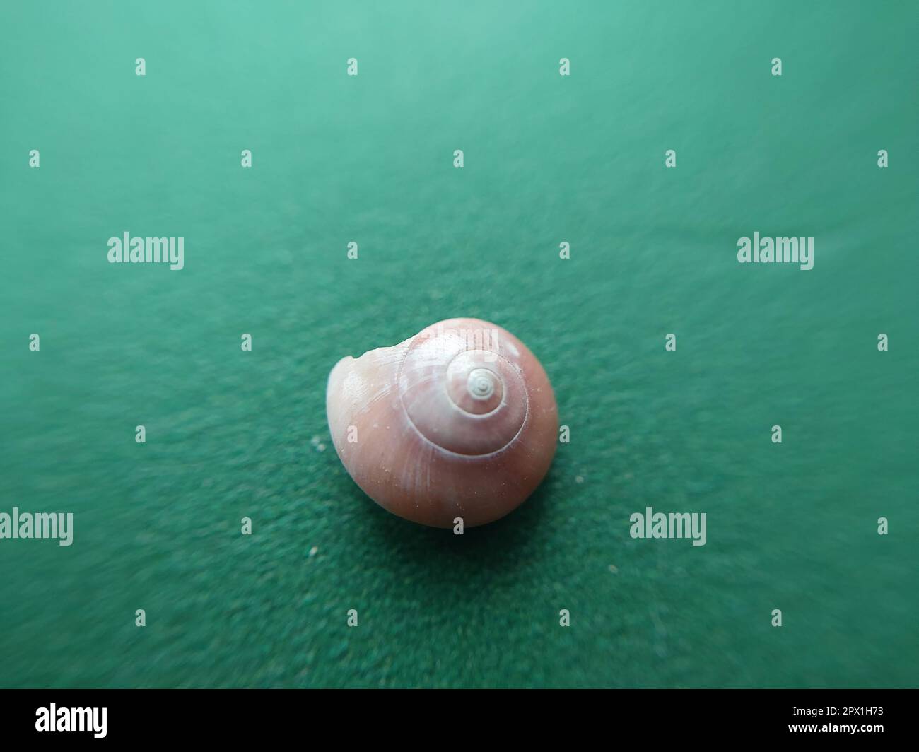 Sea and ocean small the shells Stock Photo - Alamy