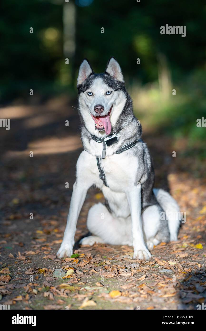 A dog breed Husky sitting on the ground and look like mad Stock Photo ...