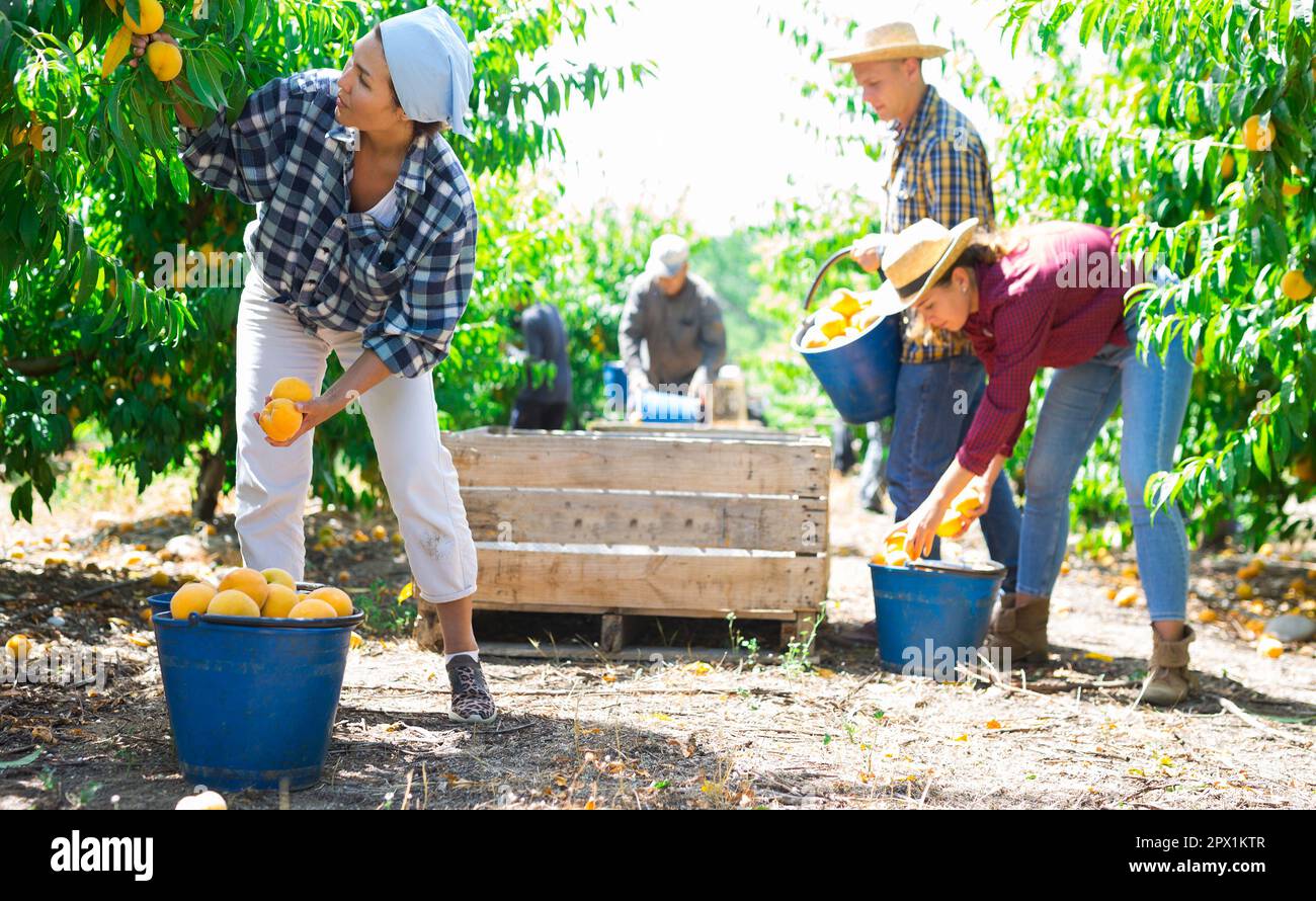 Group of people gathering harvest of peaches in farm orchard Stock ...