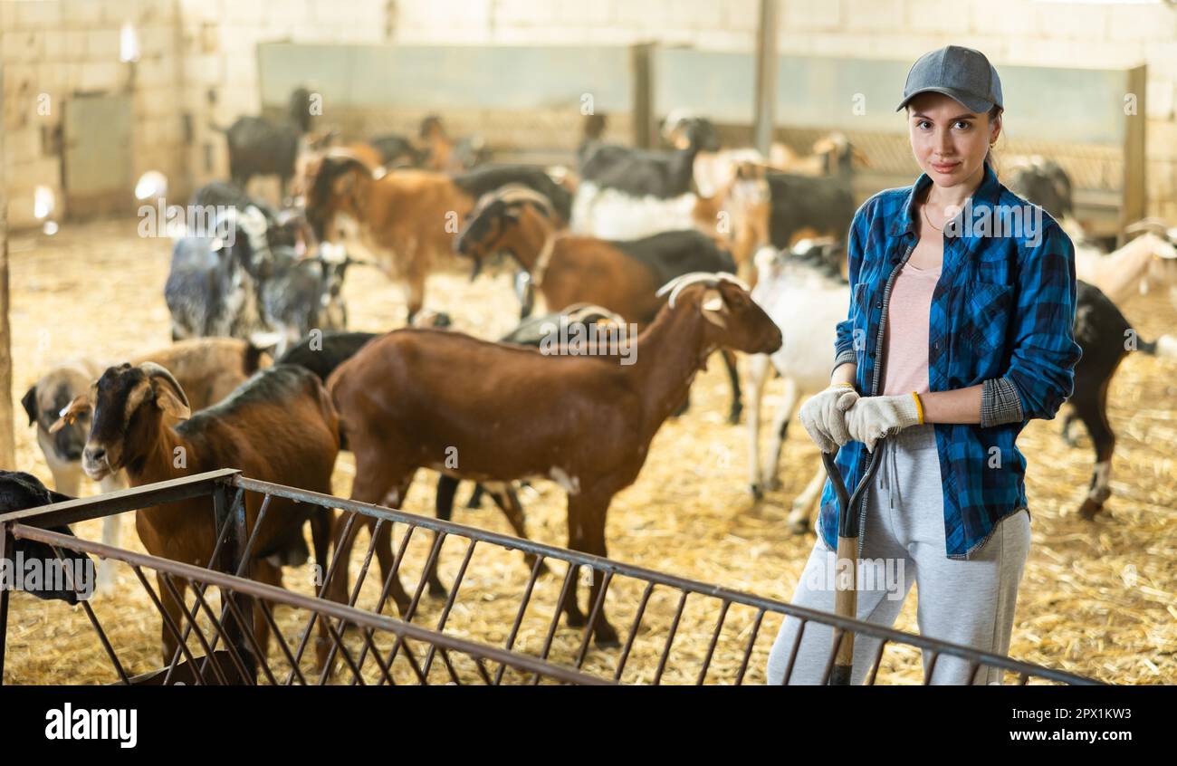 Successful woman farmer posing in barn with domestic goats Stock Photo ...