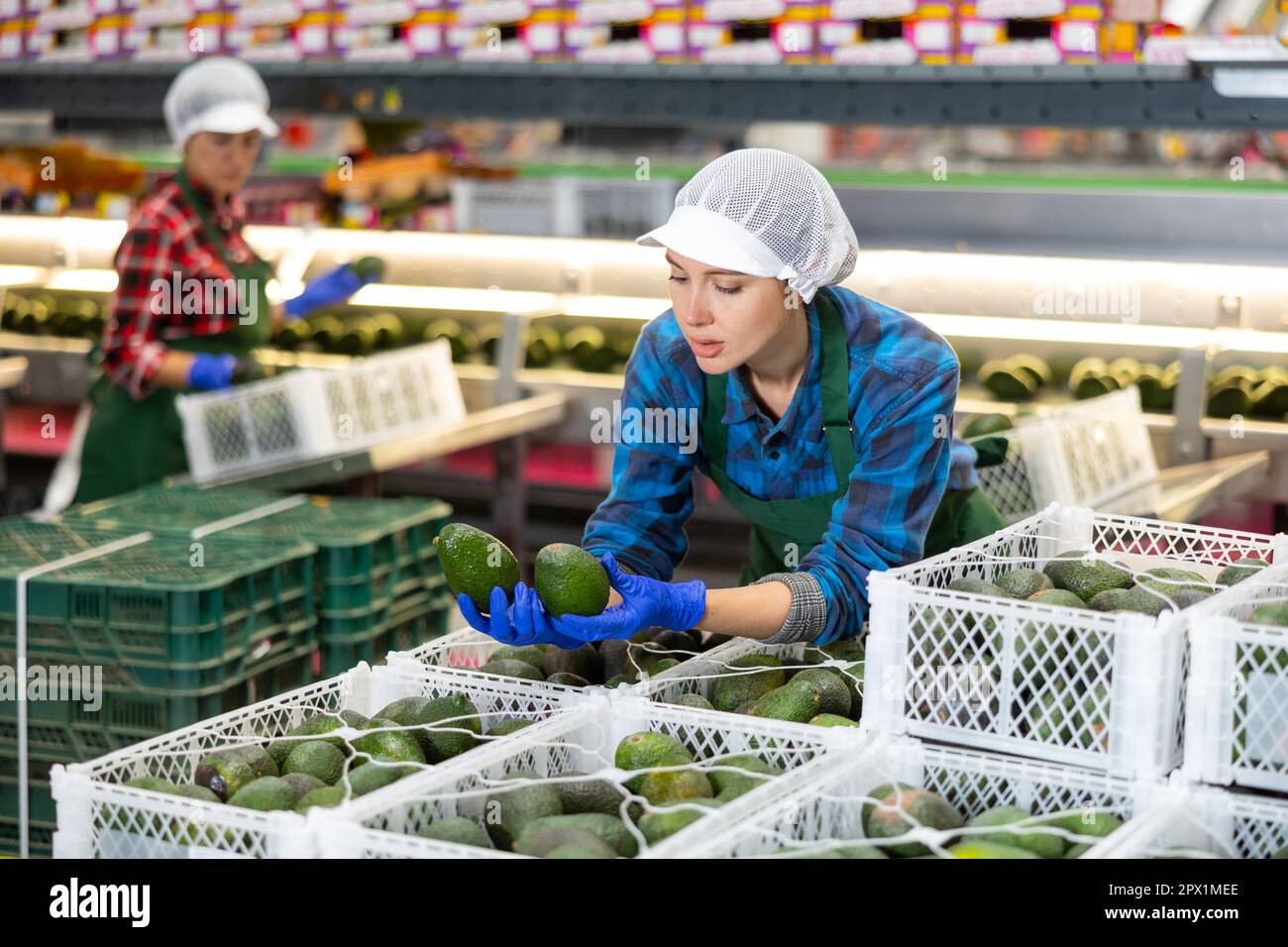 Female employee checking avocados in boxes at fruit sorting factory ...