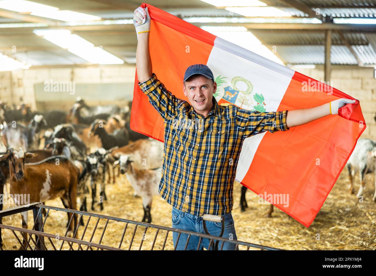 Joyful young male traveler waving Peruvian flag inside of livestock ...