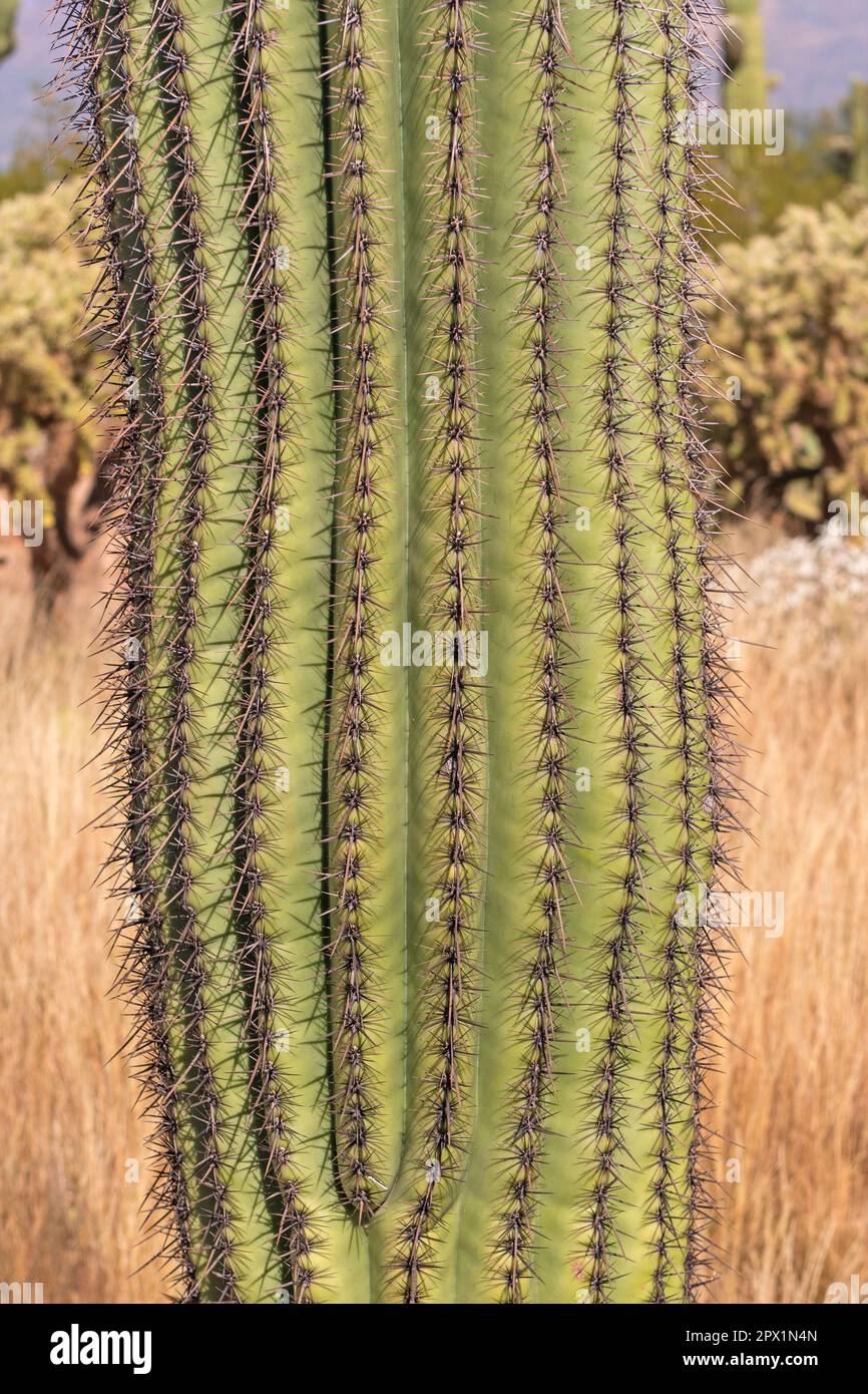 Spine Details on a Saguaro Cactus in Saguaro National Park in Arizona ...