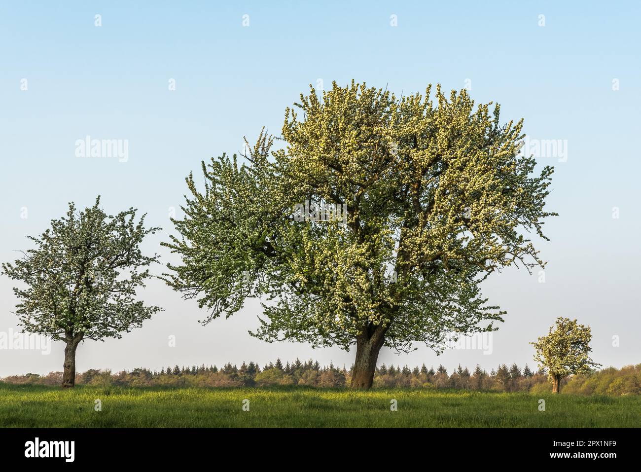 Blooming apple trees with white petals on orchard meadow with bright ...