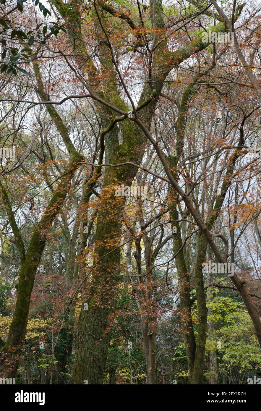 Forest red emperor maples hi-res stock photography and images - Alamy