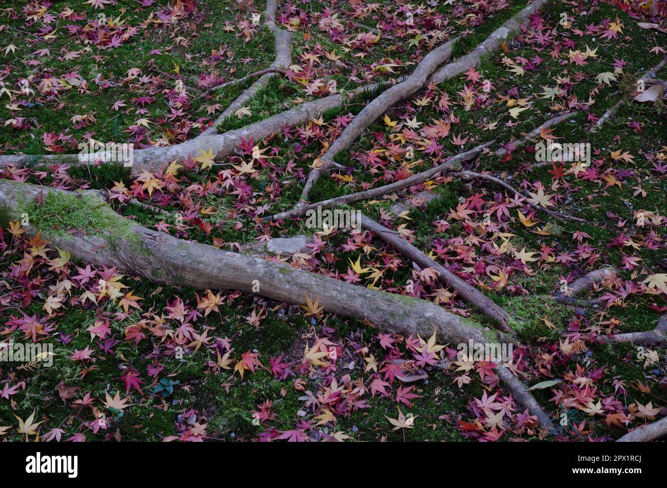 Roots and fallen leaves of red emperor maple Acer palmatum. Kyoto ...