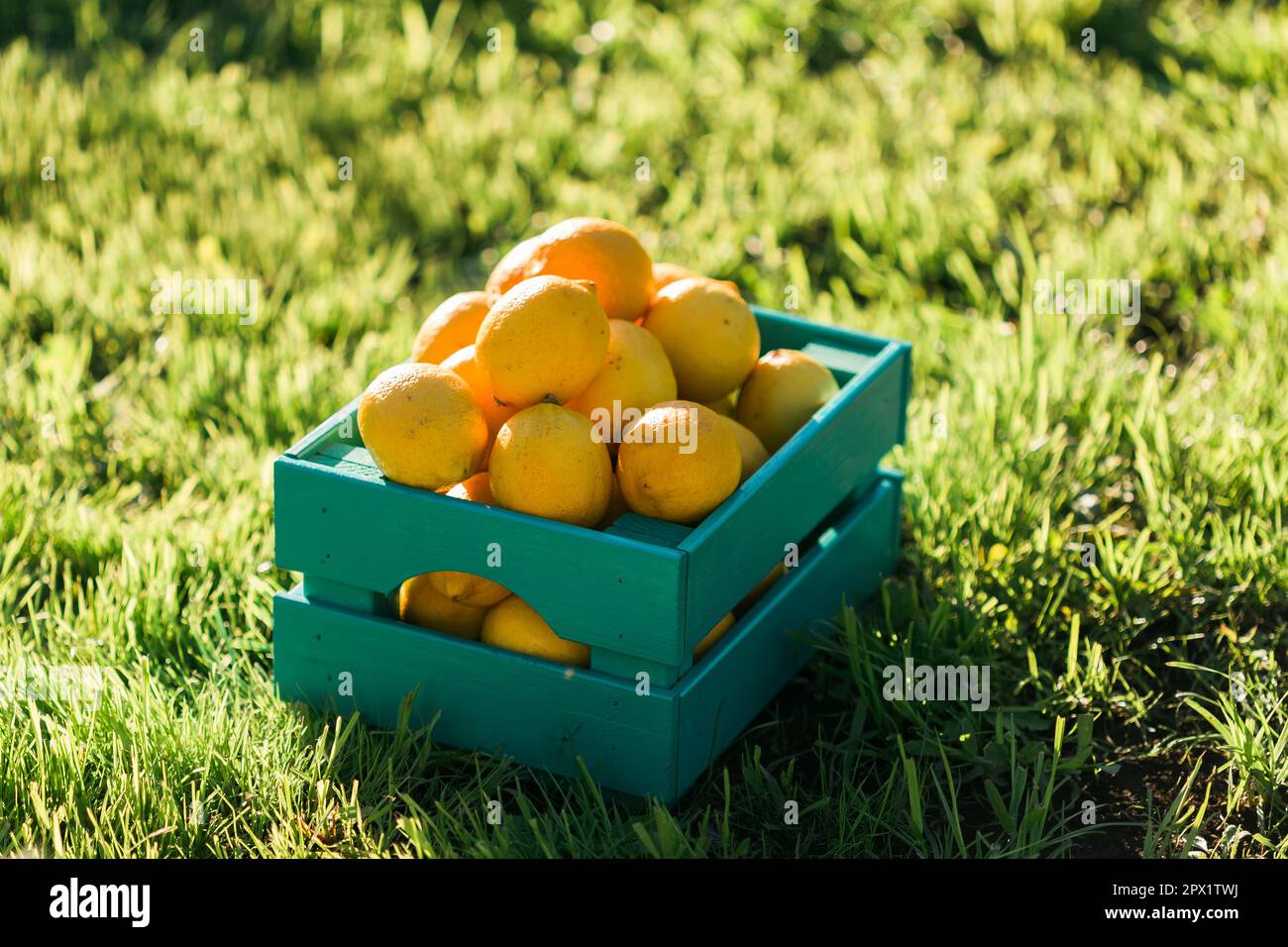 Bright yellow ripe juicy lemons in box on the grass in garden. Concept ...