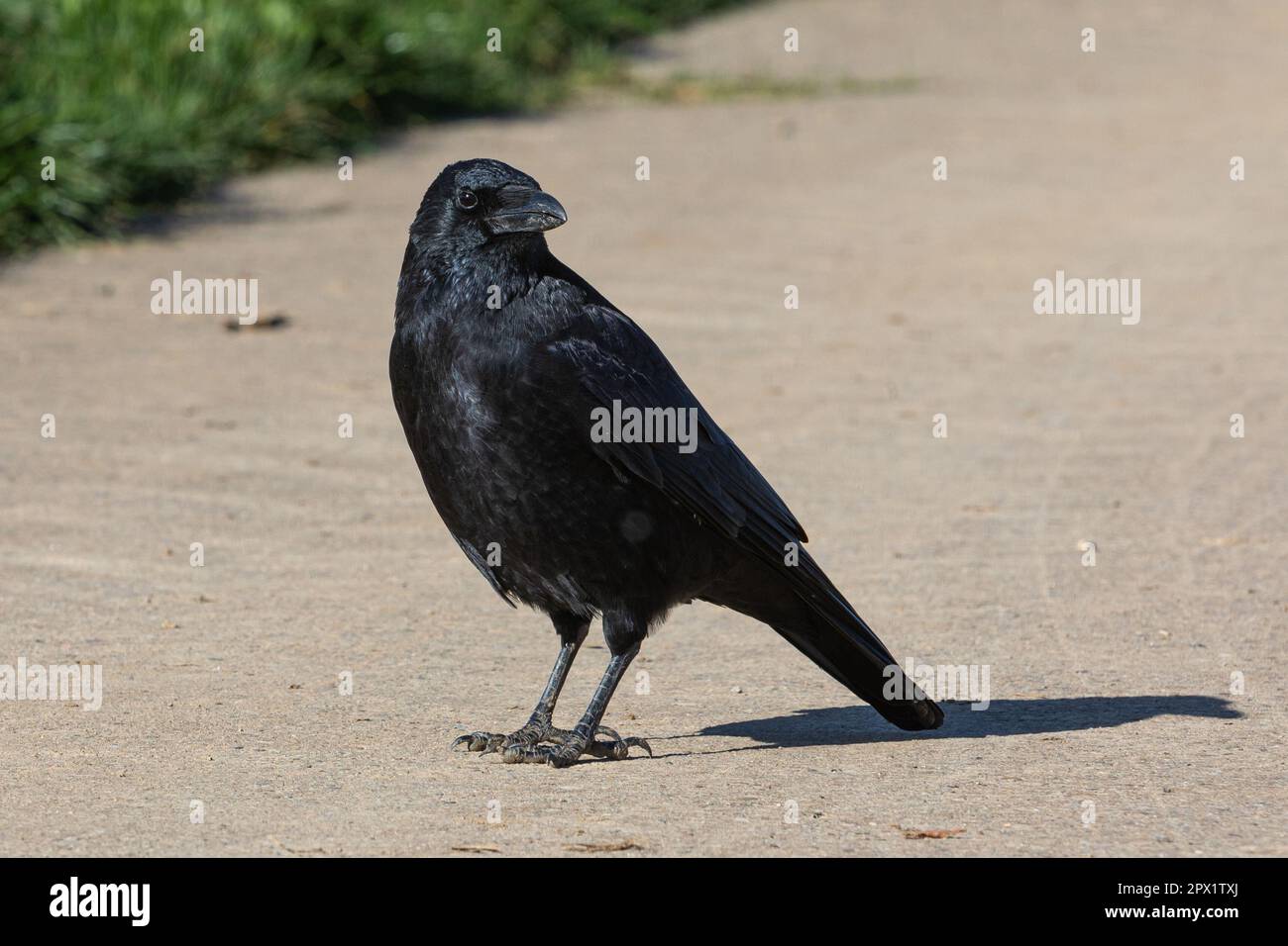 beautiful crow stand on a path looking curious Stock Photo - Alamy