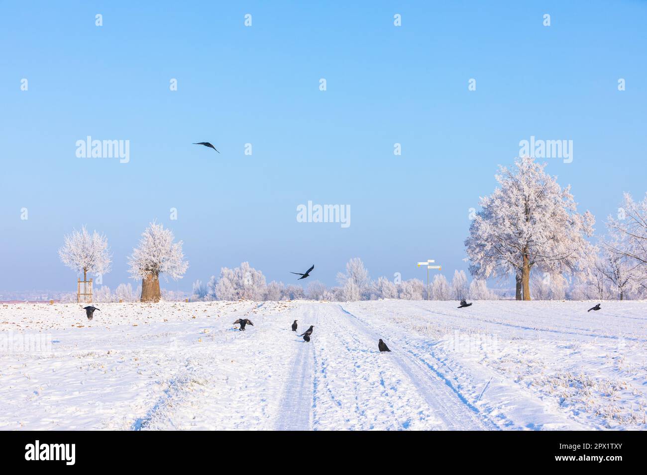 snow covered fields and trees with crows Stock Photo - Alamy