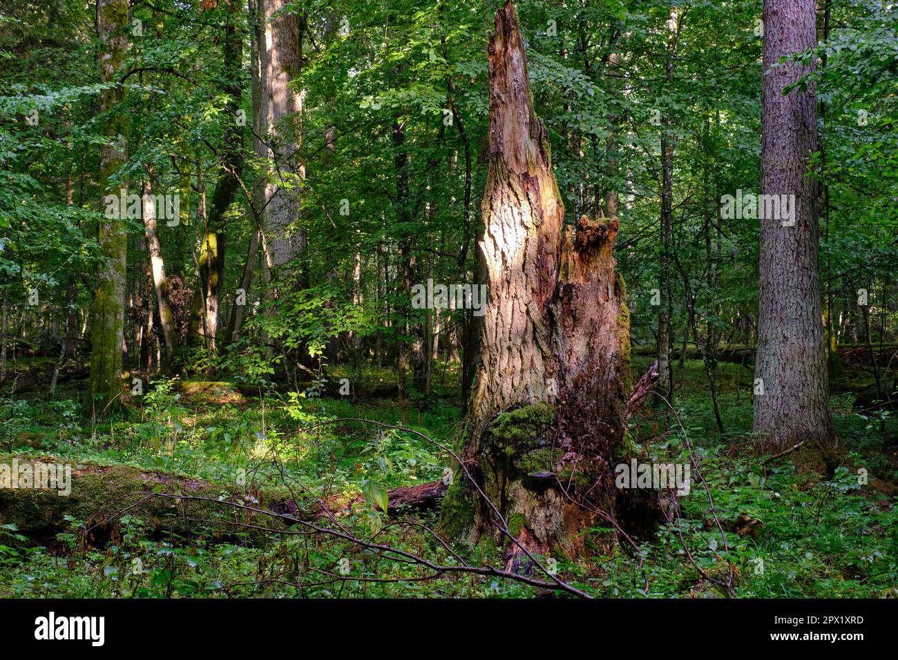 Summertime deciduous forest with broken dead tree partly declined stump ...