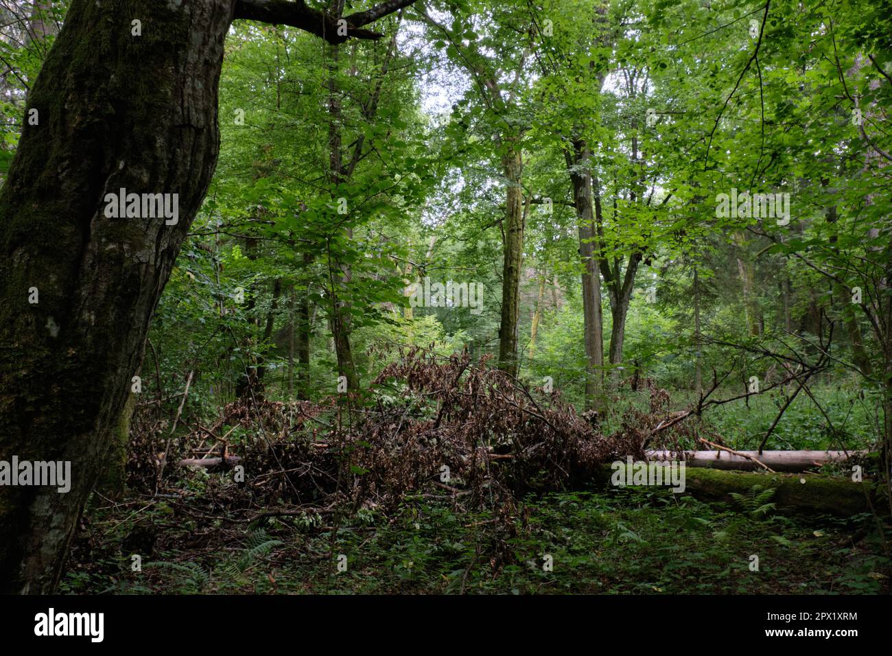 Old deciduous forest in summer with old hornbeam tree in foreground ...
