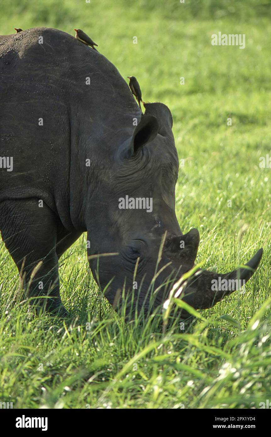White Rhino (Ceratotherium simum)Hluhluwe National Park, Kwa-Zulu Natal ...