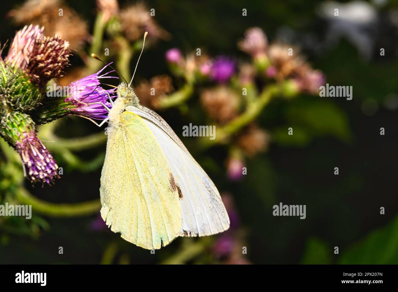 A close look at a white butterfly in natural habitat on colorful plants ...