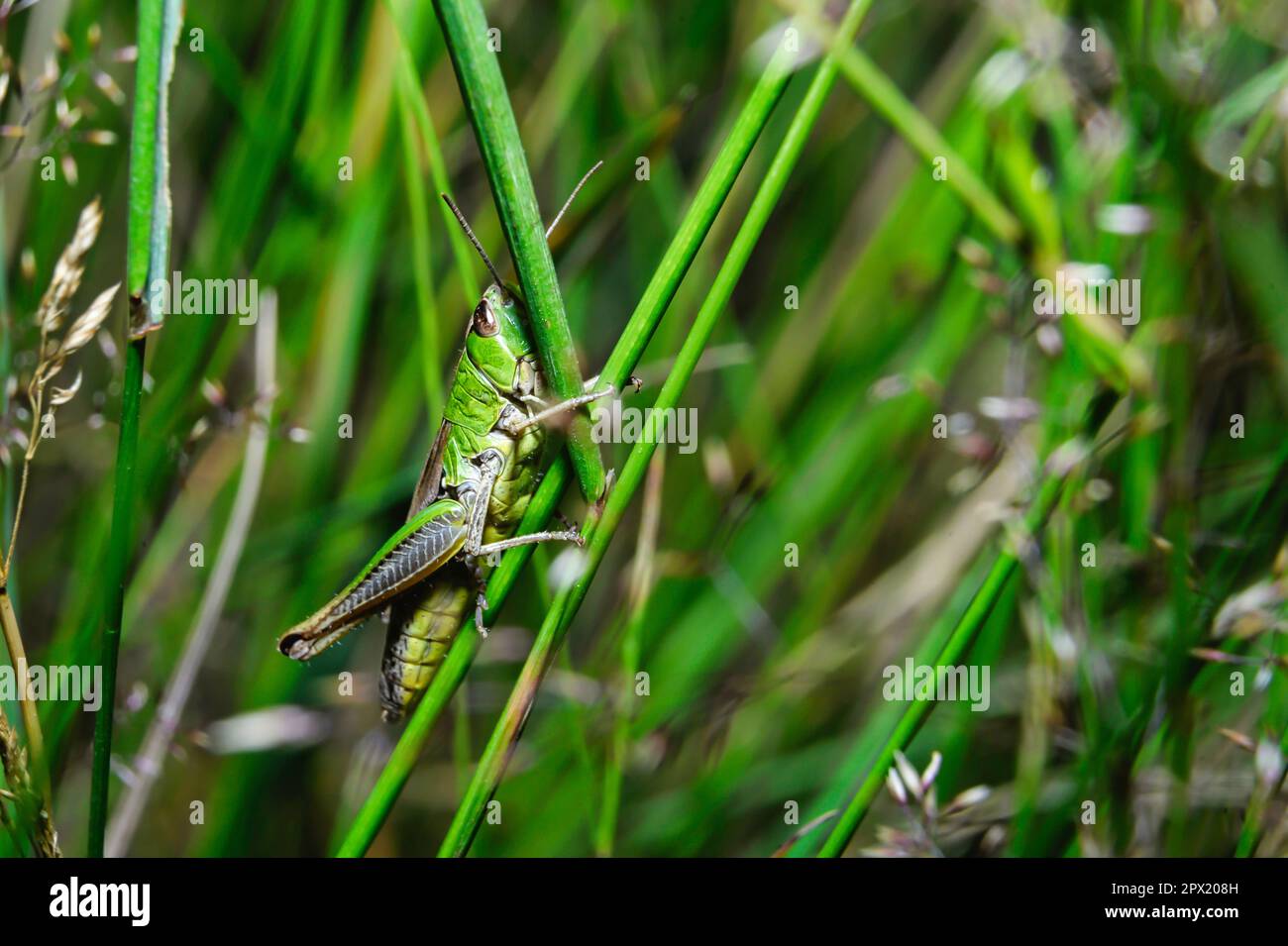 A view of a grasshopper in natural habitat on green grass Stock Photo ...
