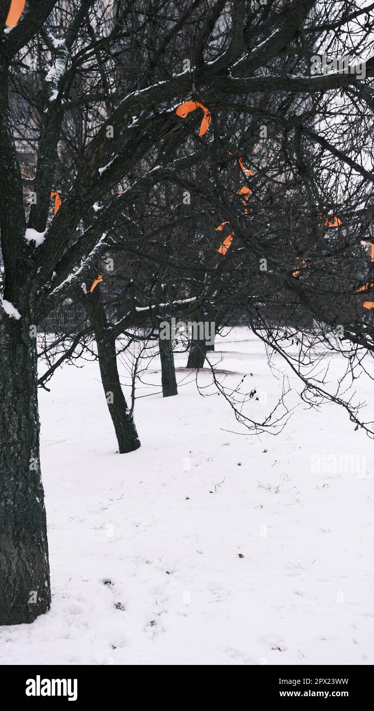 deciduous trees without leaves in the winter with orange tapes on ...