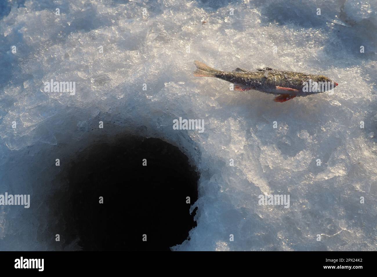 Frozen small perch on snow ice. Catch caught during winter fishing ...