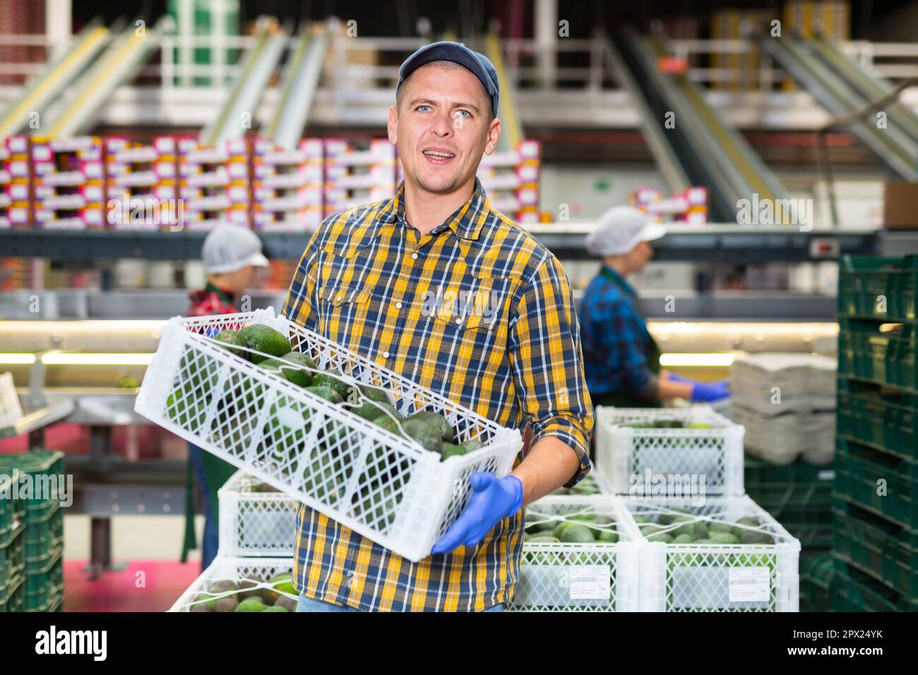 Positive worker stacking boxes with selected ripe avocados Stock Photo ...
