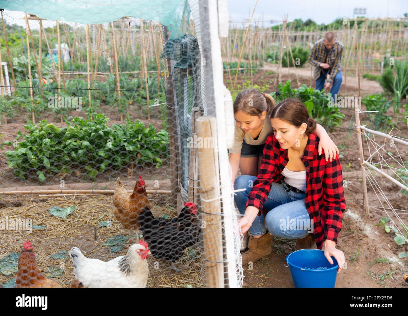 Girl feeding chickens in hen house - helping parents Stock Photo - Alamy