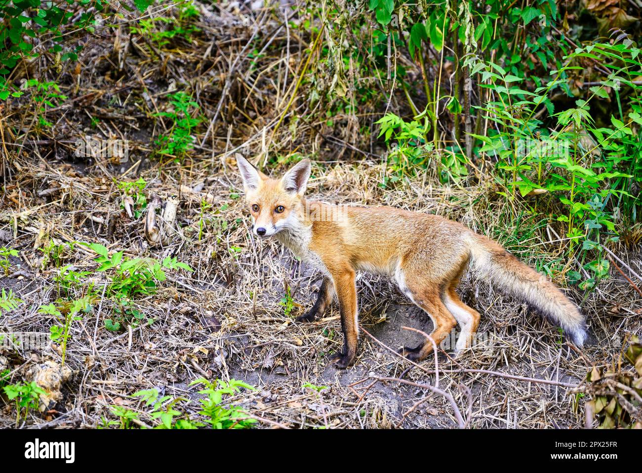 A fox on the Peacock Island in Berlin that is not shy Stock Photo - Alamy