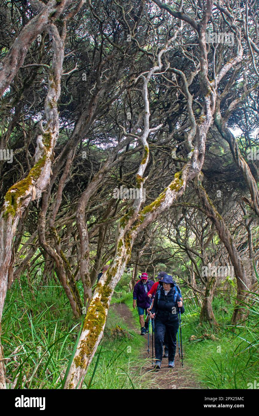 Hiking through the Enchanted Forest on Cape Nelson Stock Photo - Alamy