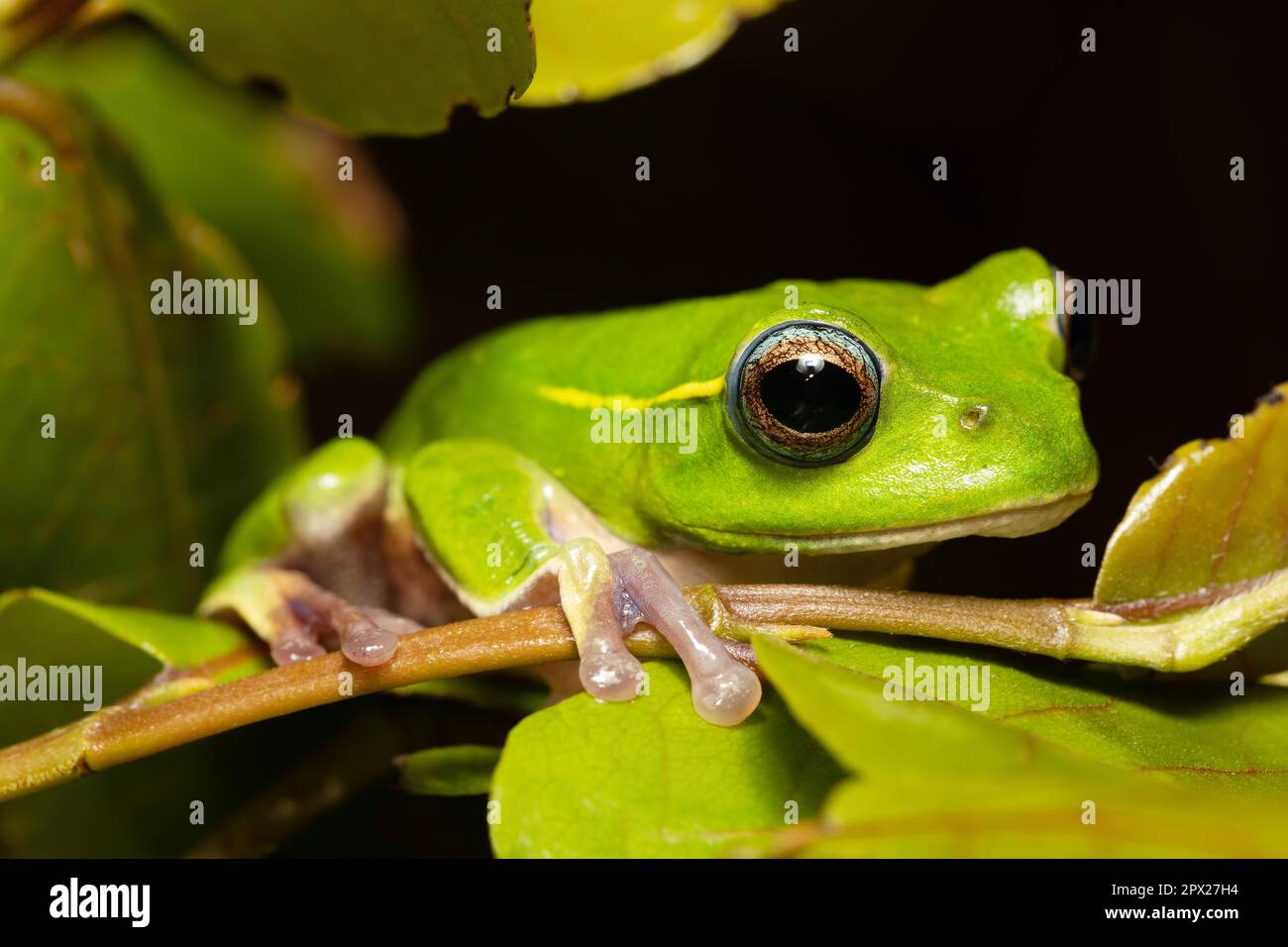 Boophis occidentalis, species of endemic beautiful green tree frog in ...