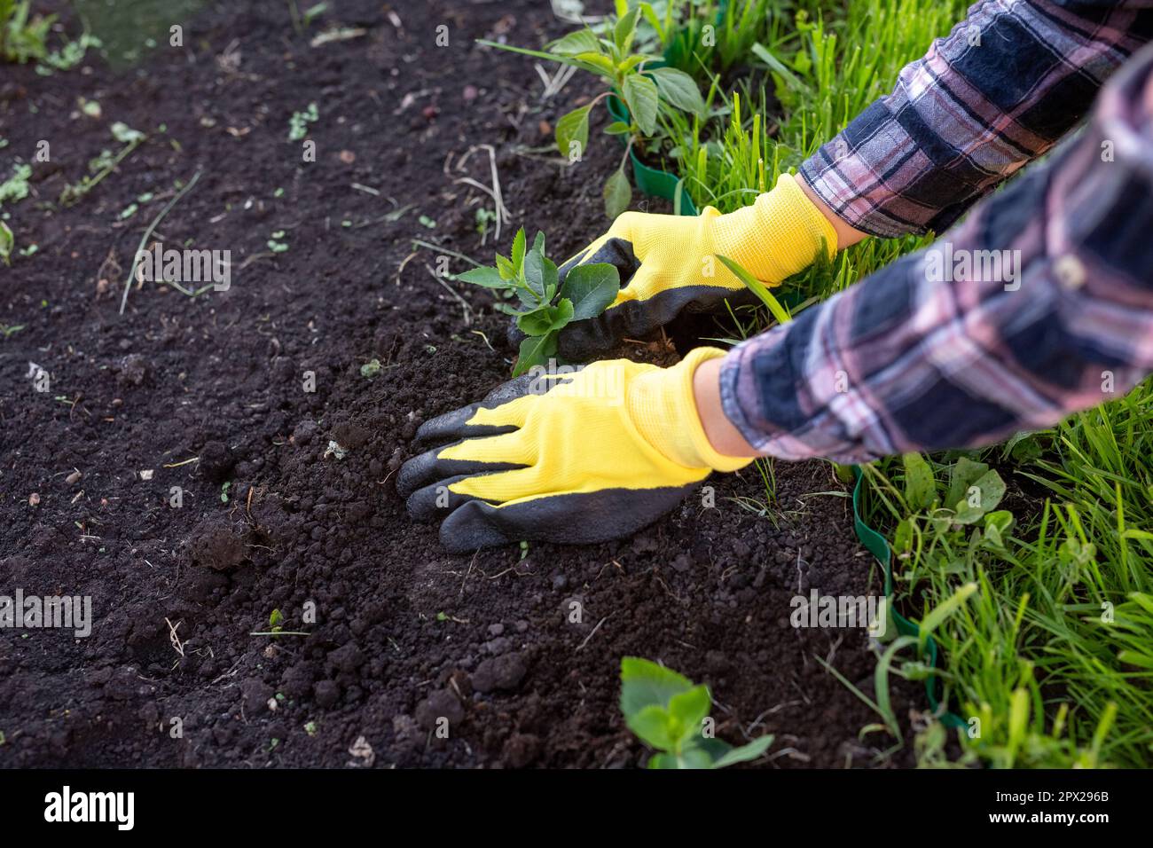 The hands of woman gardener in gloves plant seedling of small oak trees ...