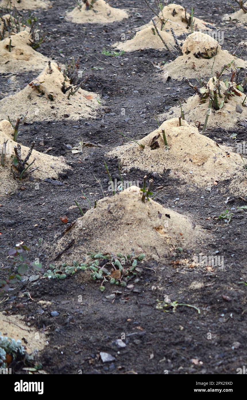 Mulching rose bushes. A lot of cropped rose bushes are strewn with ...