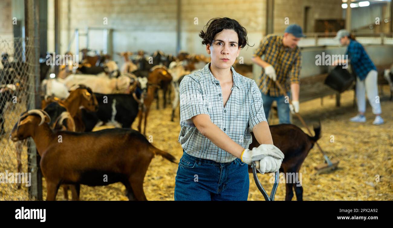 Female farmer picking up hay with pitchfork to feed the goats at family ...