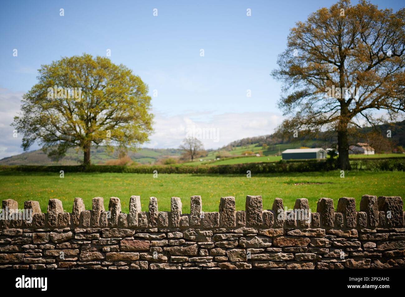 traditional wall with trees in background in english countryside Stock ...