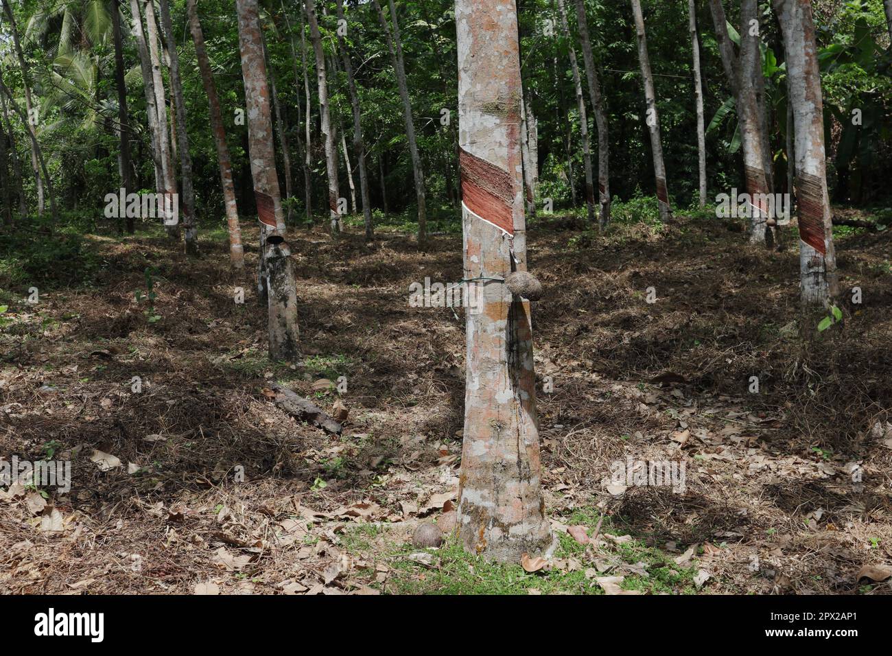 Rubber trees growing in rows at a young Rubber plantation in Sri Lanka ...