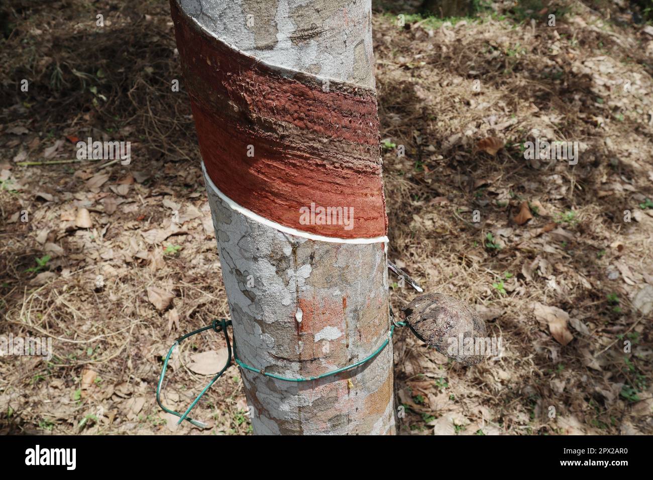 Milk tapping period hi-res stock photography and images - Alamy