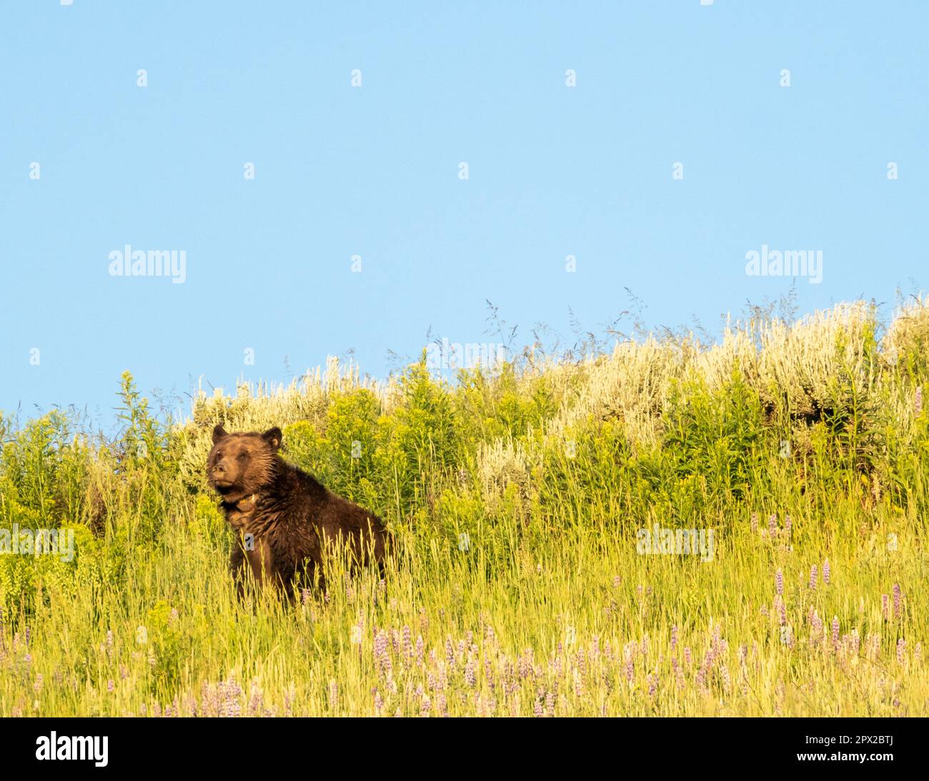 Collared Mother Grizzly Bear Surveys the Area around her grazing family ...