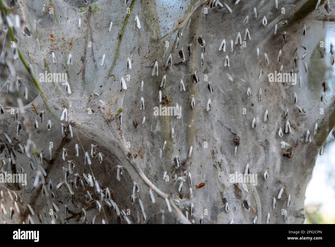 Spider moths have infested a tree and are about to pupate Stock Photo ...