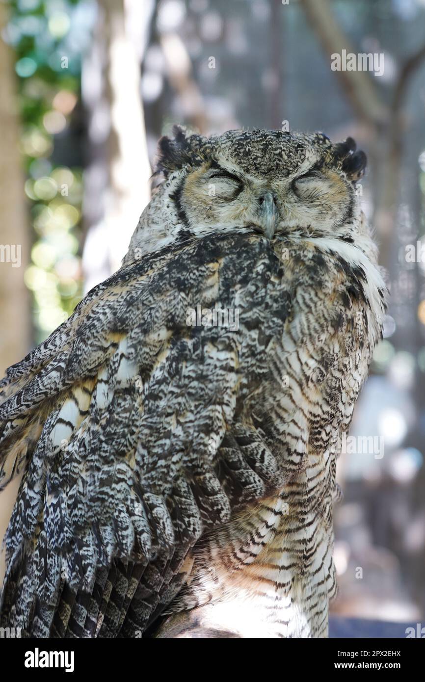 Close-up of Horned Owl sitting on the branch Stock Photo - Alamy