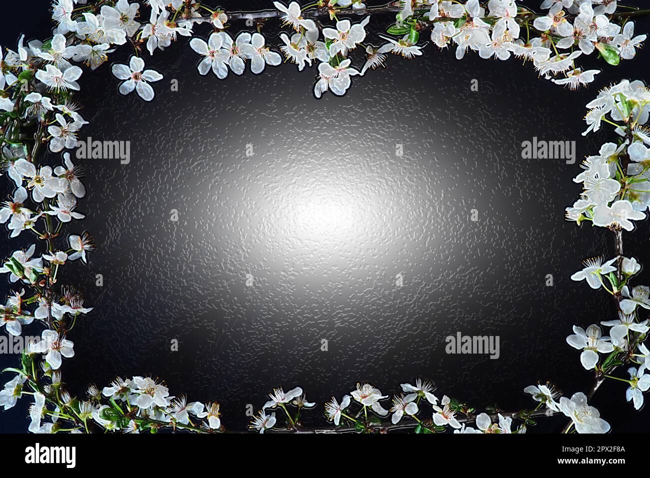 Frame made of white flowers on black background. Top view floral ...
