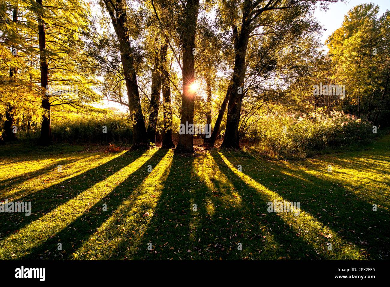 Sun rays penetrate through autumn colored deciduous forest and cast ...
