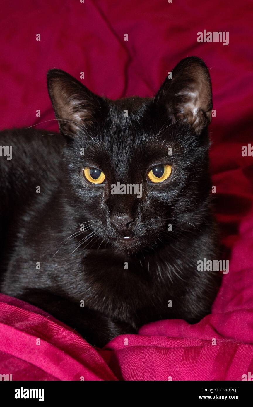 Head of a black cat facing forward Stock Photo - Alamy