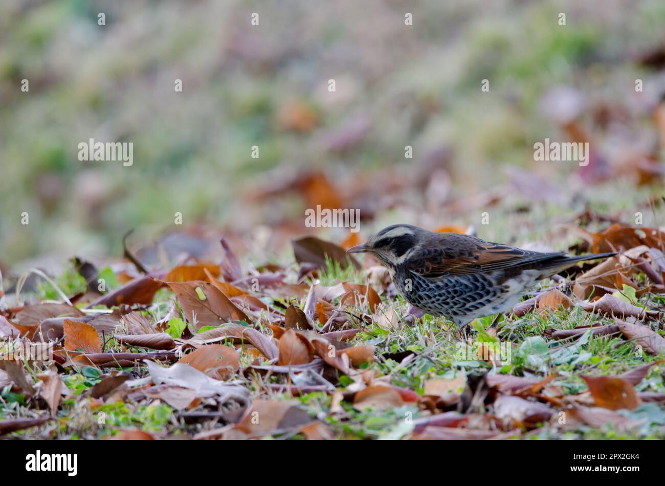 Fieldfare Turdus pilaris in a garden. Hamarikyu Gardens. Tokyo. Honshu ...