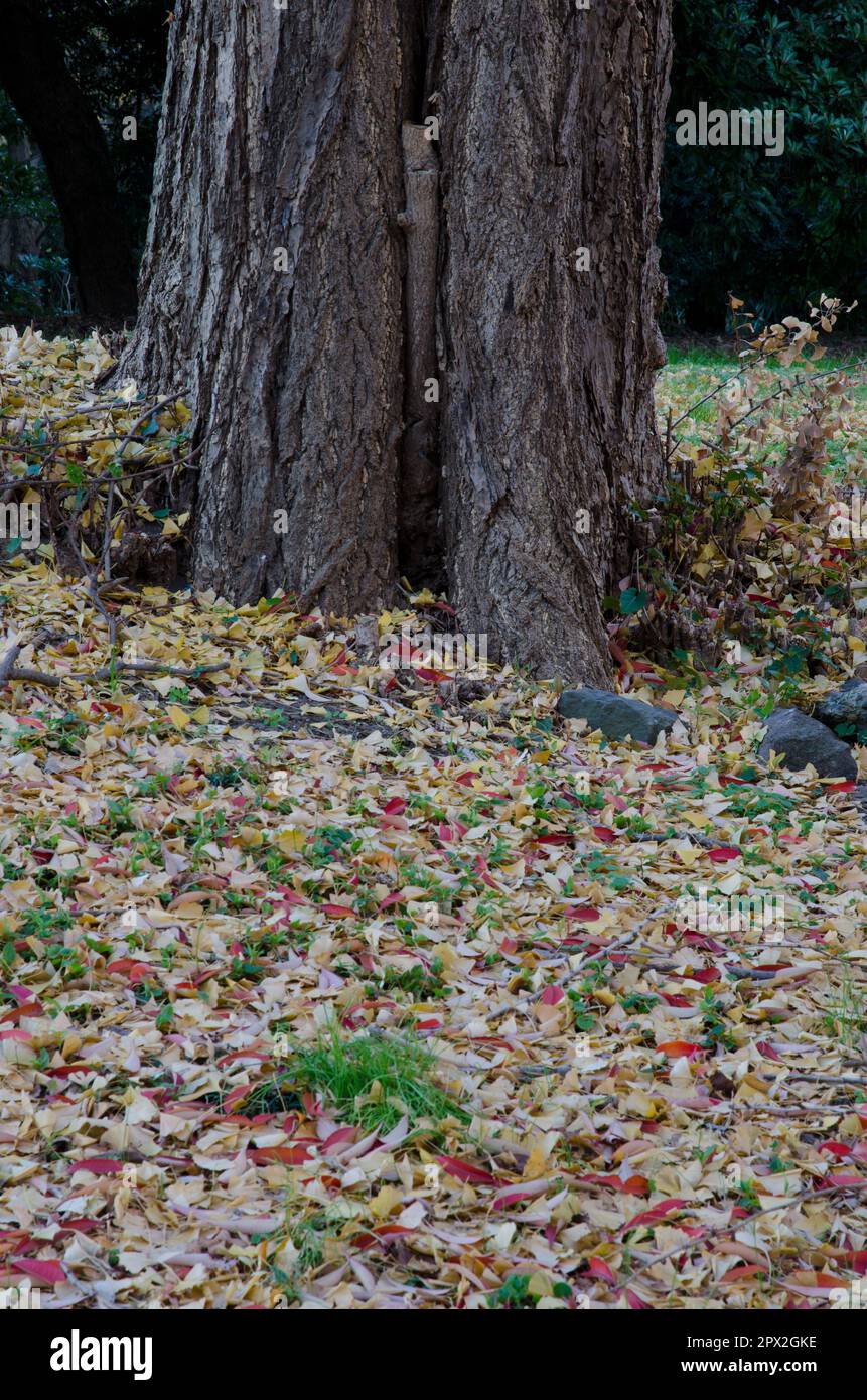 Trunk of Japanese bay tree Machilus thunbergii. Hamarikyu Gardens ...