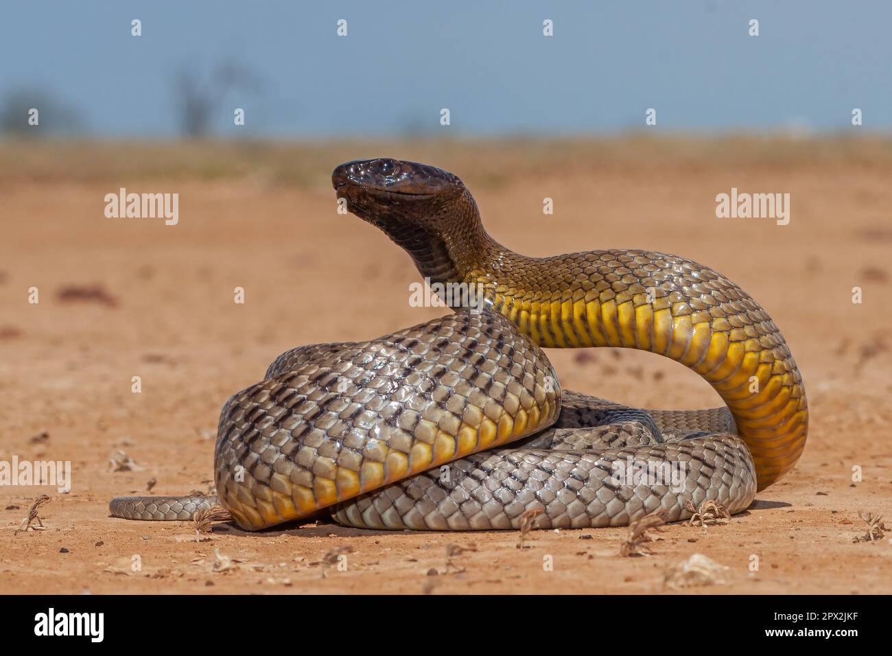 Australian inland taipan hi-res stock photography and images - Alamy