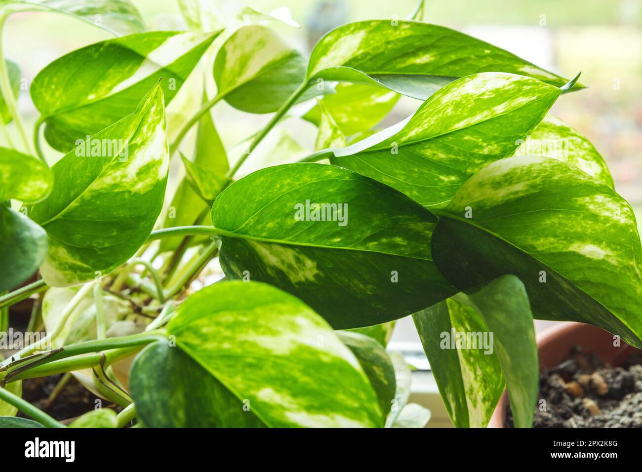 Green yellow flower leaves of Epipremnum aureum, close-up Stock Photo ...